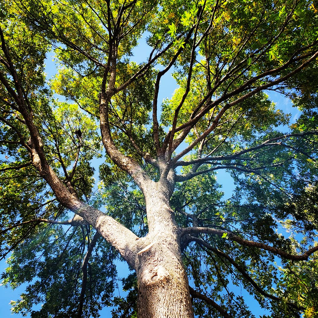 Cicadas - Dawsons Tree Service