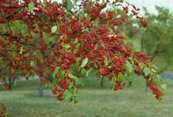 Fire Blight - Dawsons Tree Service