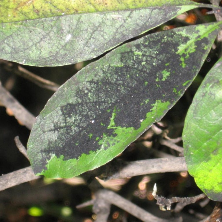 Magnolia Scale - Dawsons Tree Service