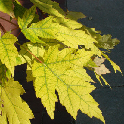 Chlorosis - Dawsons Tree Service