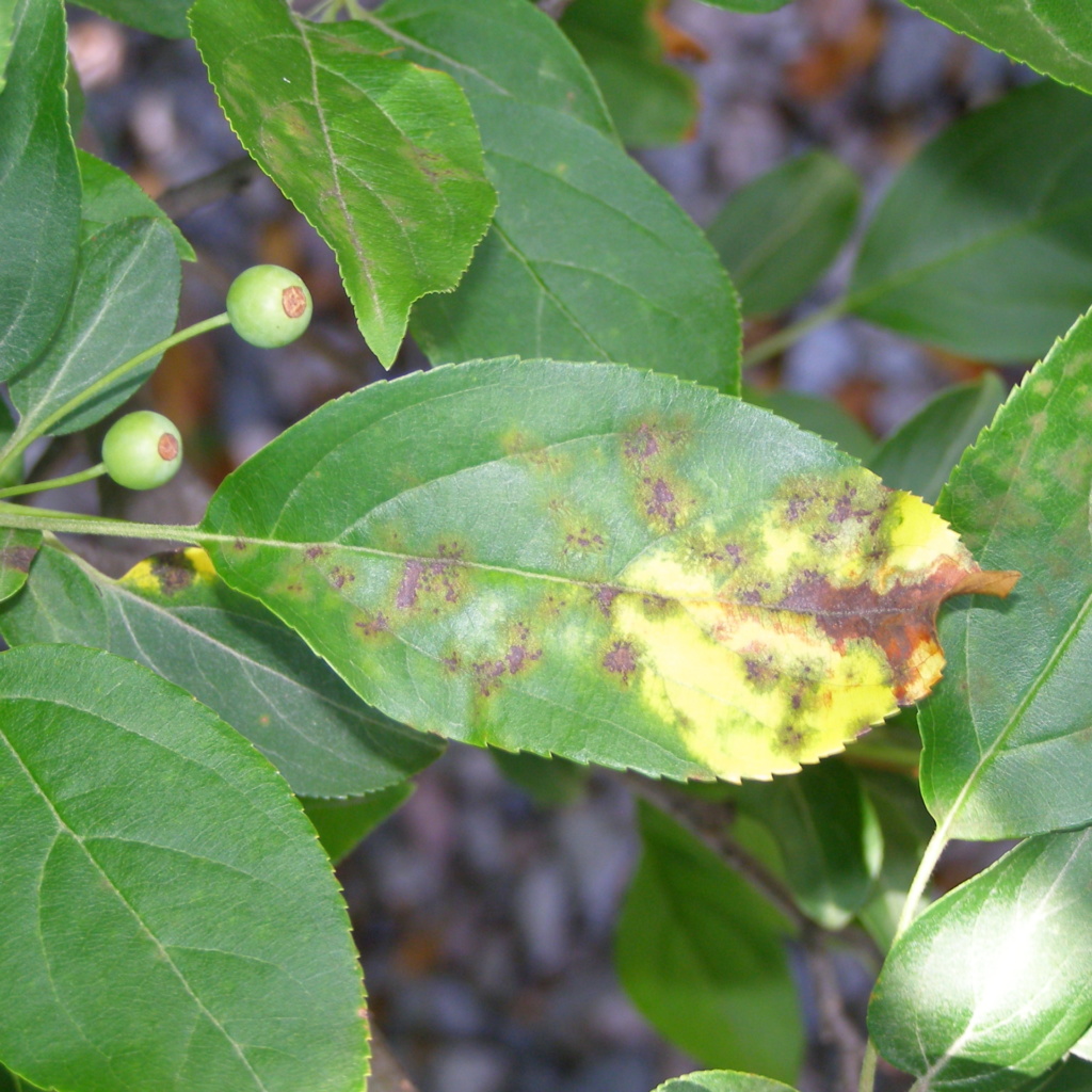 Apple Scab - Dawsons Tree Service