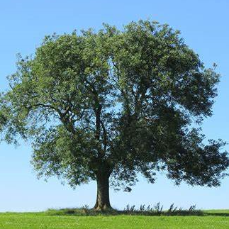 Emerald Ash Borer - Dawsons Tree Service