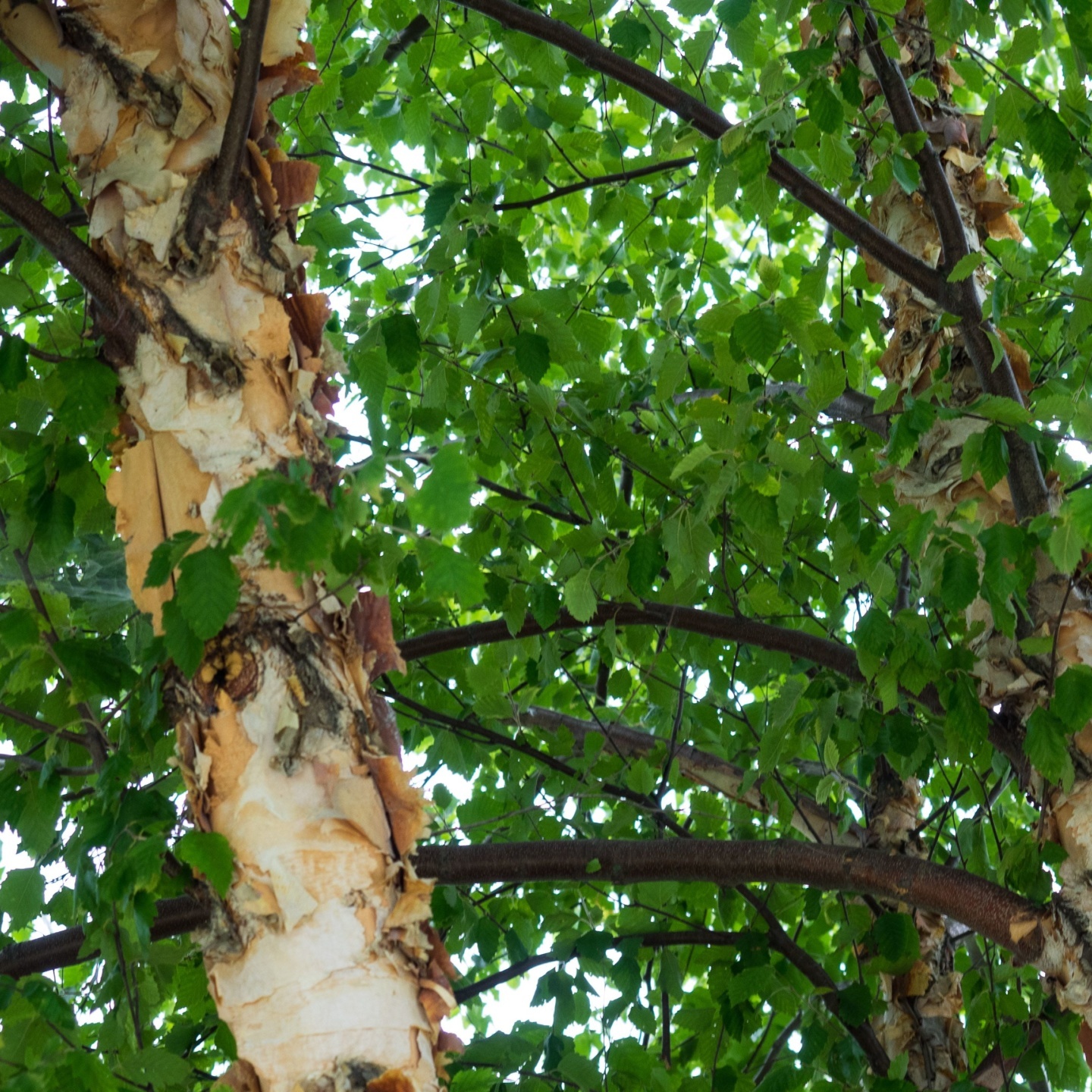 Chlorosis - Dawsons Tree Service