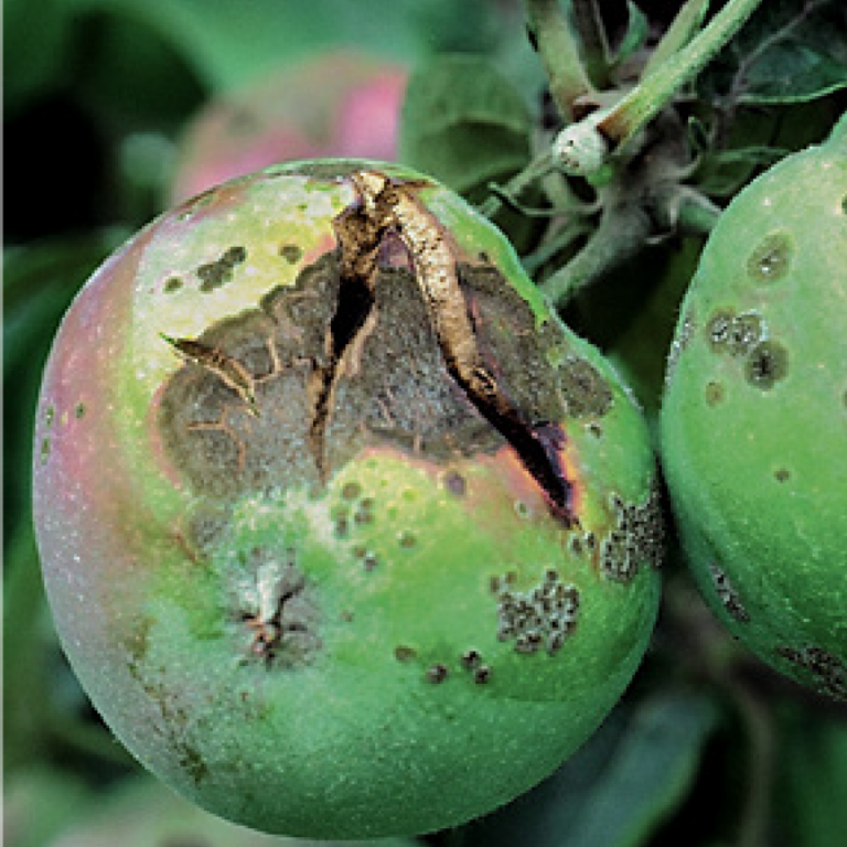 Apple Scab - Dawsons Tree Service