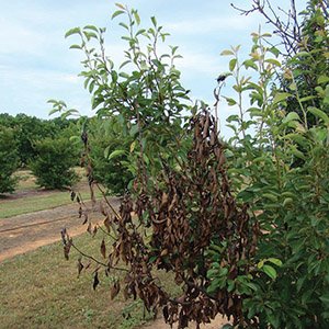 Fire Blight - Dawsons Tree Service