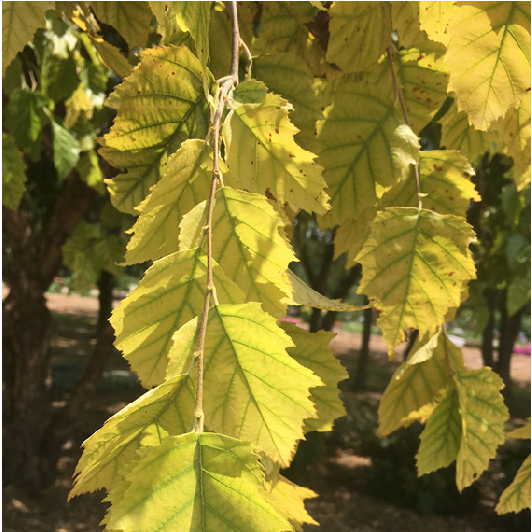 Chlorosis - Dawsons Tree Service