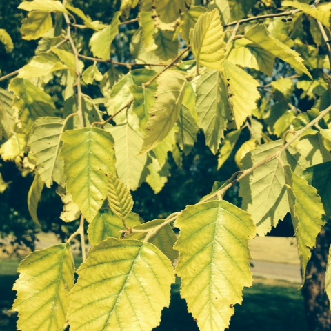 Chlorosis - Dawsons Tree Service