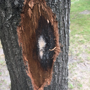 Oak Wilt - Dawsons Tree Service