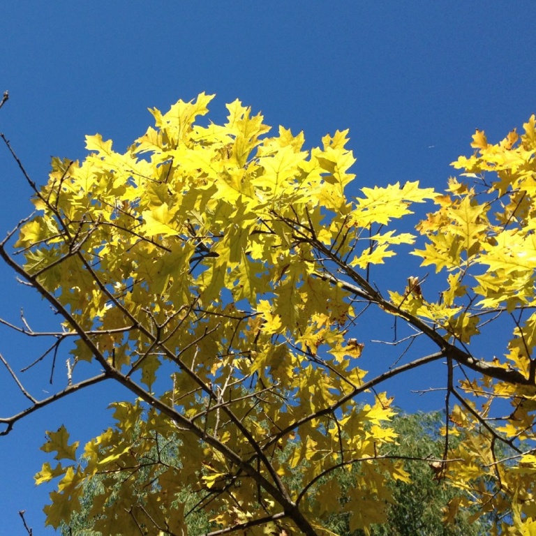 Chlorosis - Dawsons Tree Service