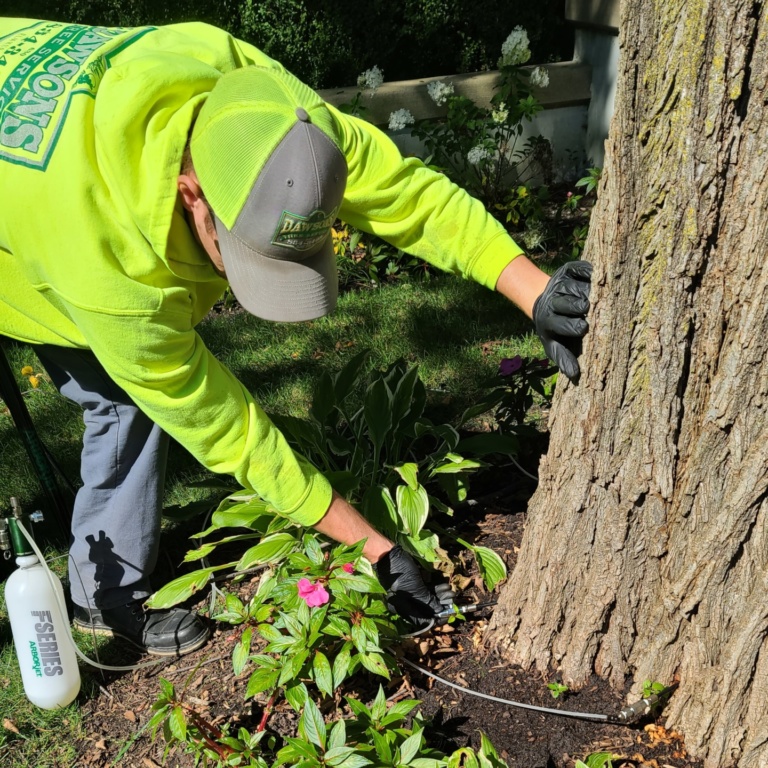 Plant Healthcare - Dawsons Tree Service